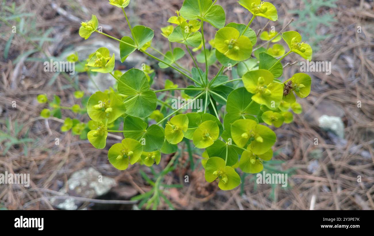 Slender Leafy Spurge (Euphorbia virgata) Plantae Stock Photo - Alamy