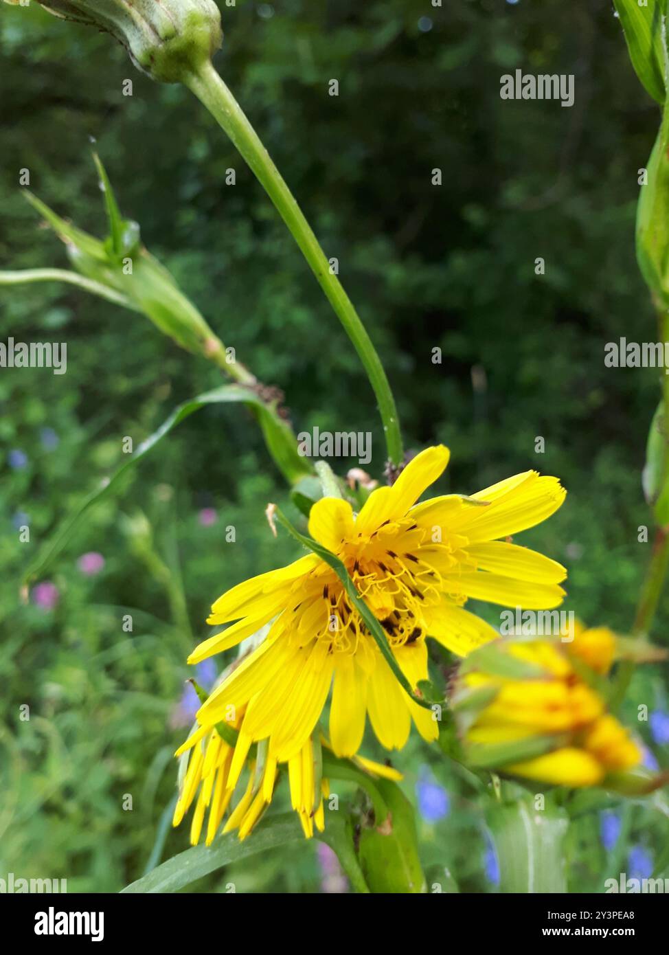 Salsifies (Tragopogon) Plantae Stock Photo - Alamy