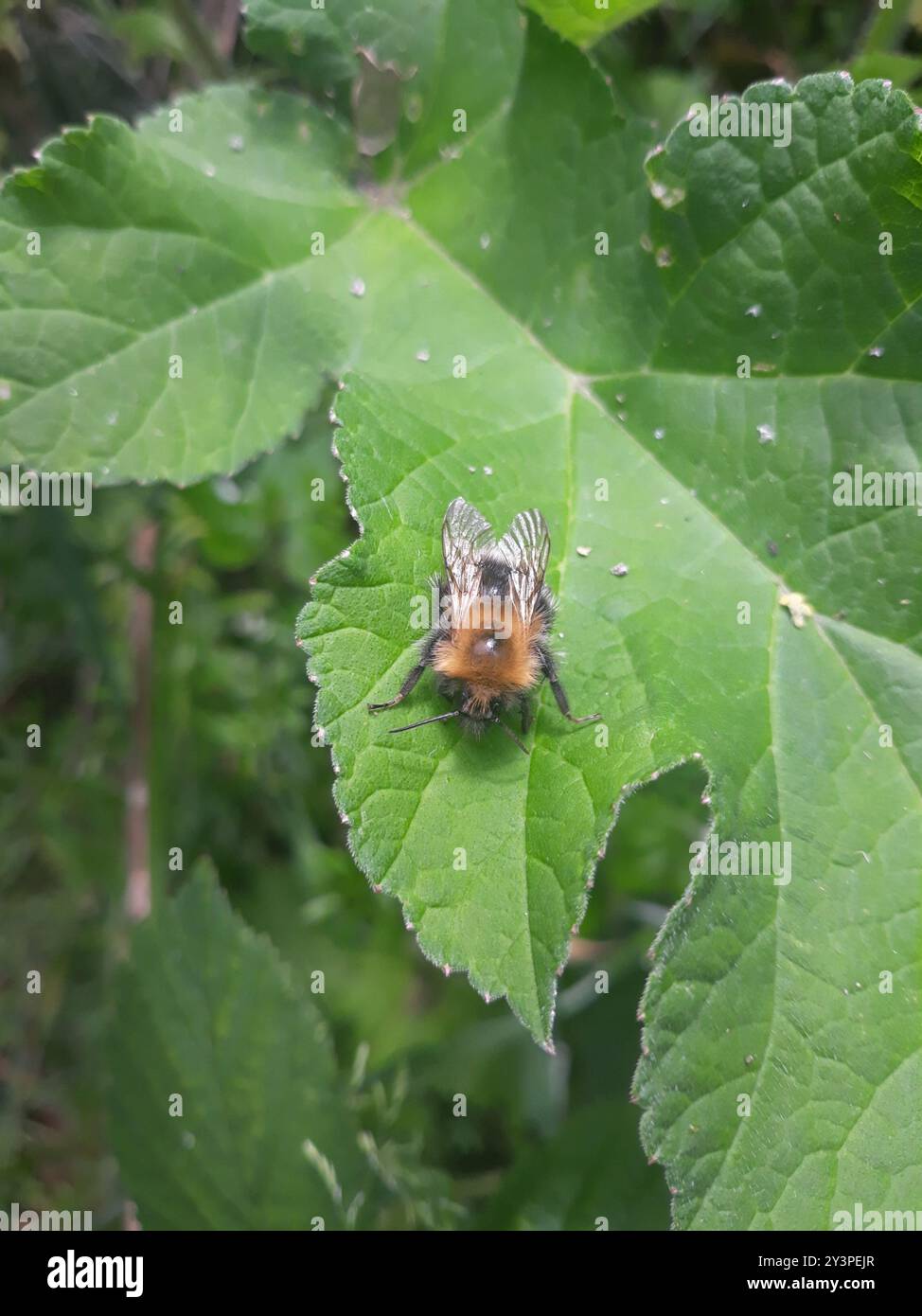 Tree Bumble Bee (Bombus hypnorum) Insecta Stock Photo - Alamy