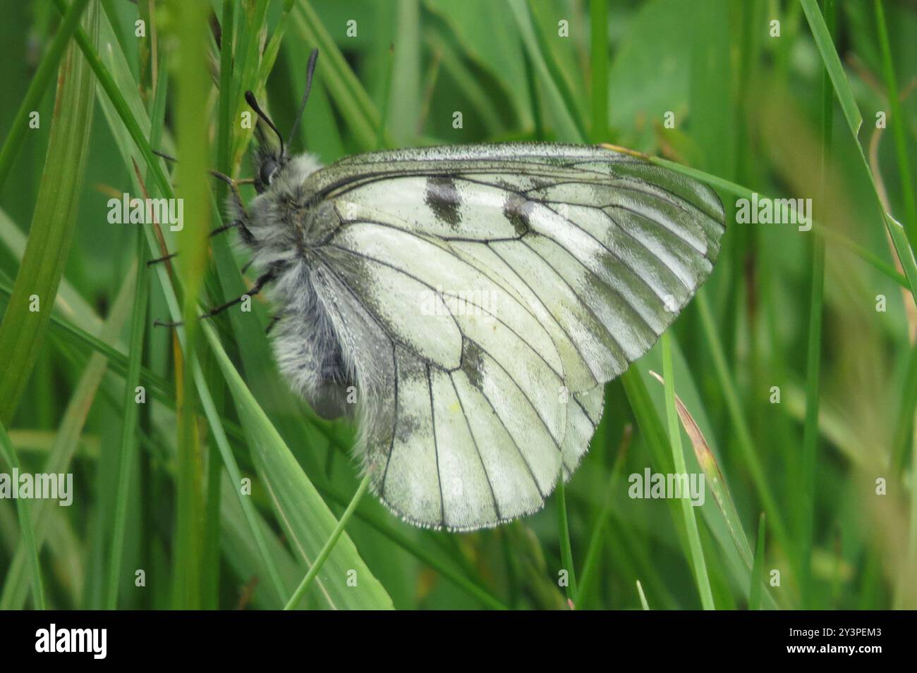 Clouded Apollo (Parnassius mnemosyne) Insecta Stock Photo - Alamy
