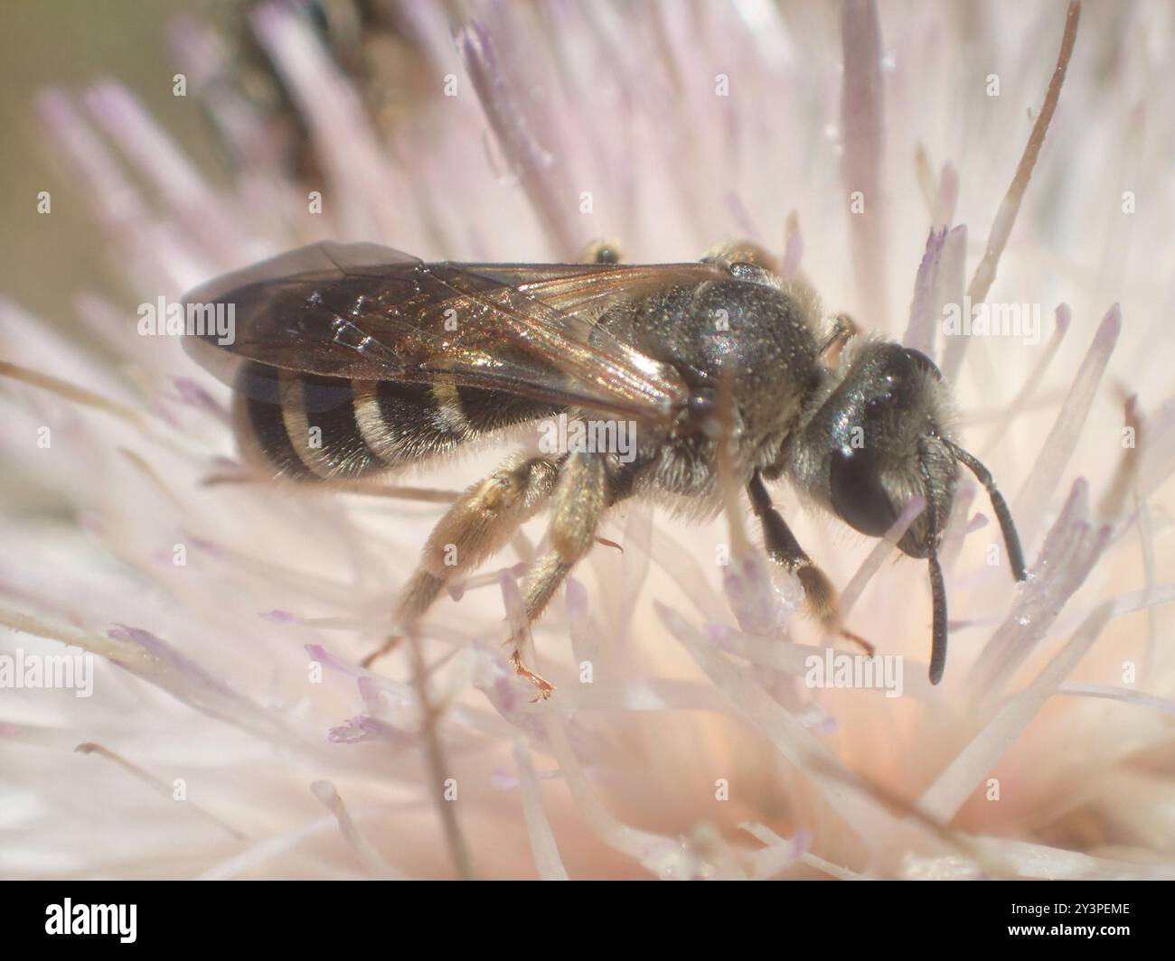 Wide-striped Sweat Bee (Halictus farinosus) Insecta Stock Photo - Alamy