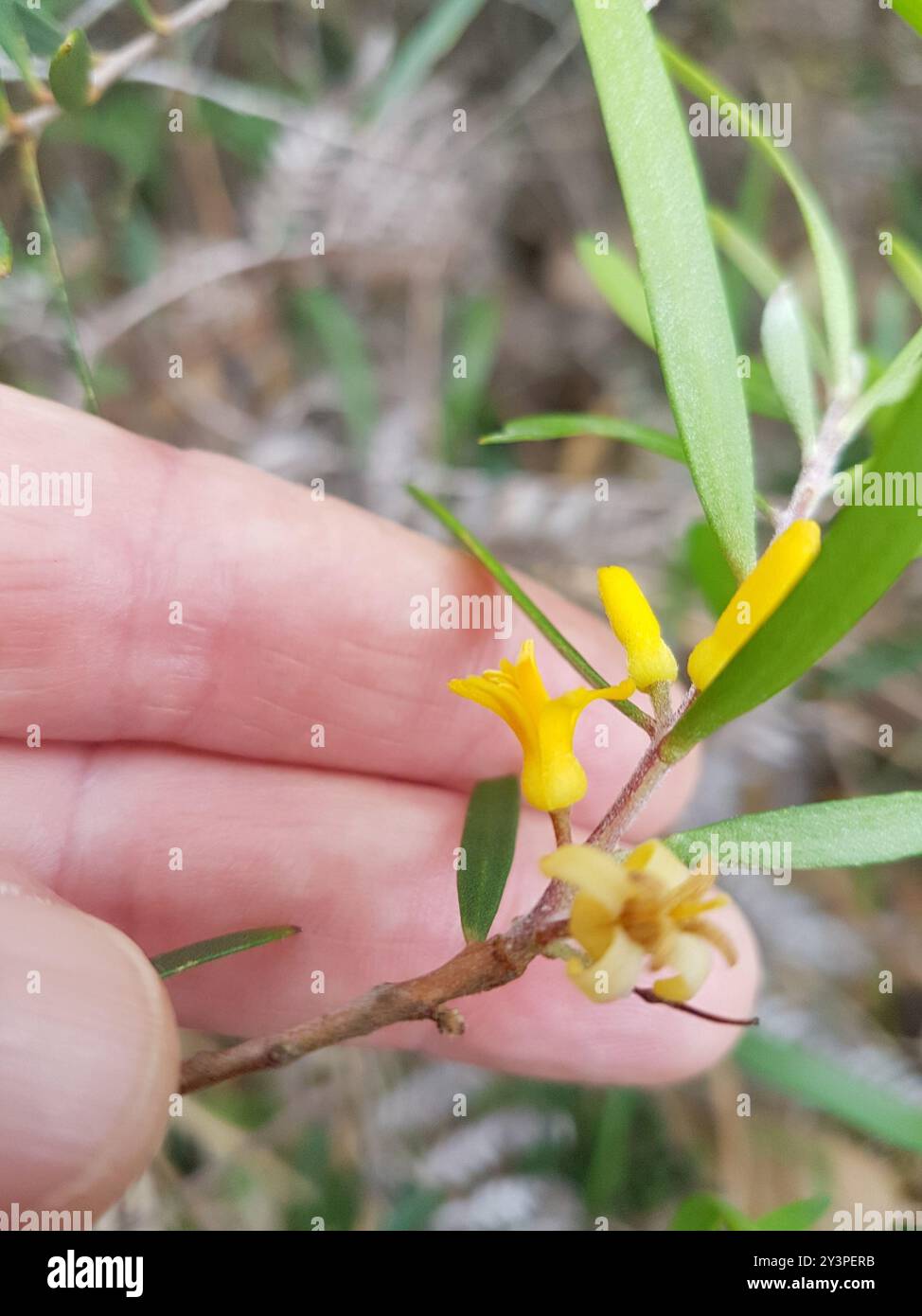 Narrow-leaf Geebung (Persoonia linearis) Plantae Stock Photo - Alamy
