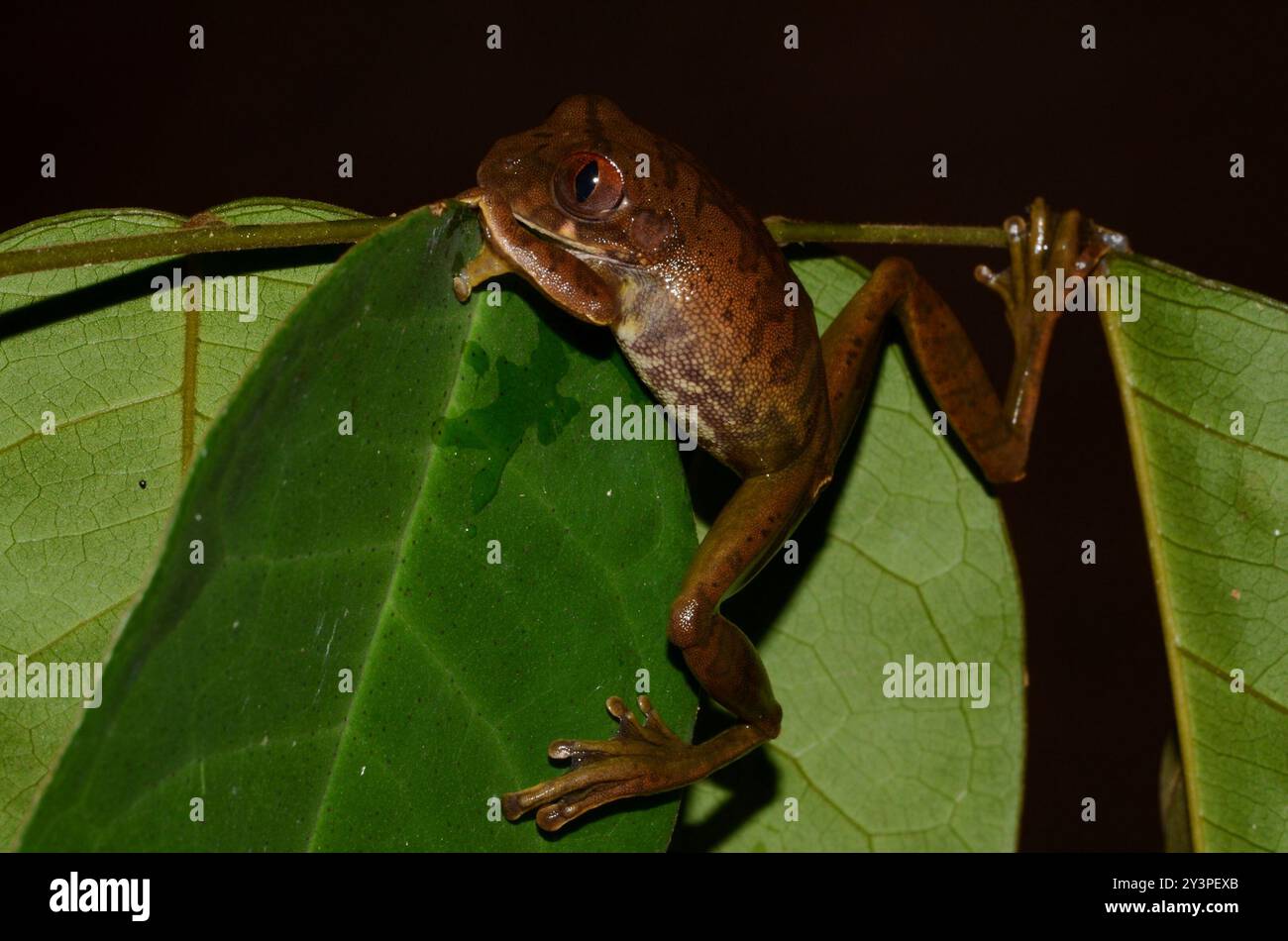 Victoria Forest Tree Frog (Leptopelis boulengeri) Amphibia Stock Photo ...