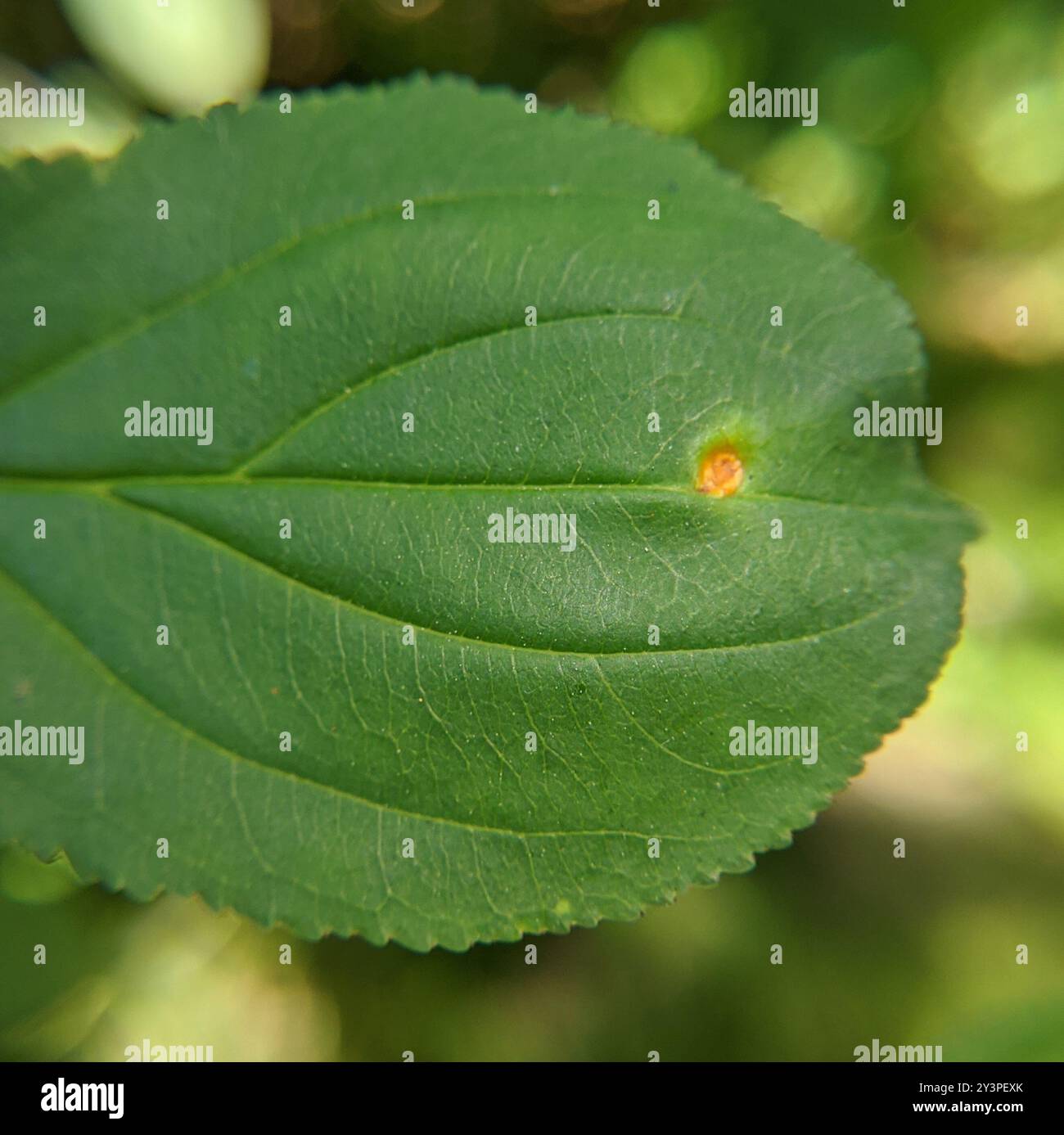 Crown Rust (Puccinia coronata) Fungi Stock Photo - Alamy