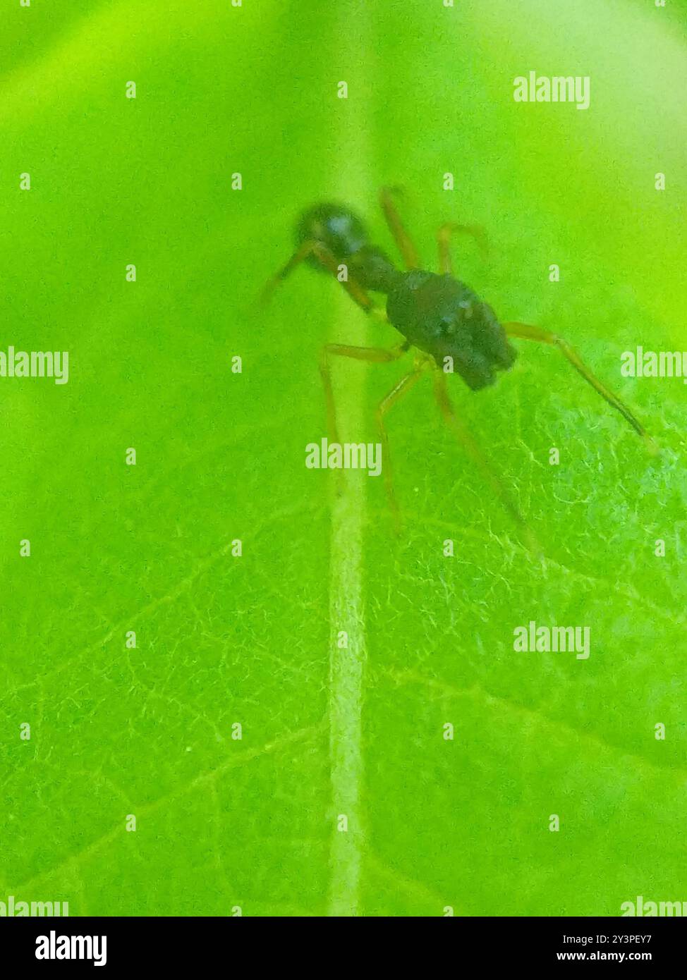 Slender Ant-mimic Jumping Spider (Synemosyna formica) Arachnida Stock ...