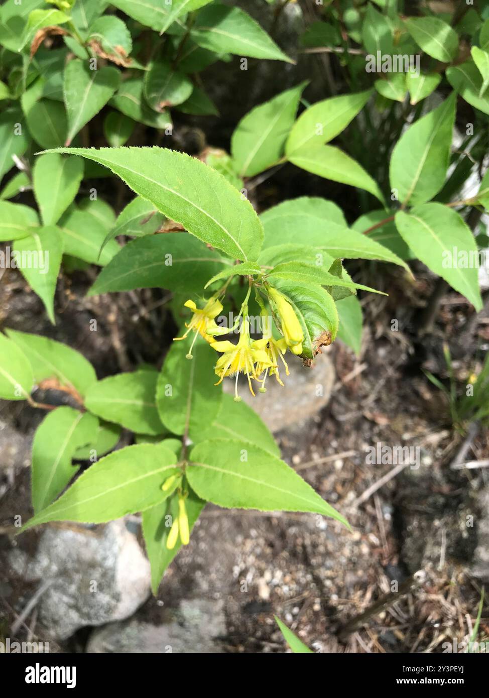 northern bush honeysuckle (Diervilla lonicera) Plantae Stock Photo - Alamy