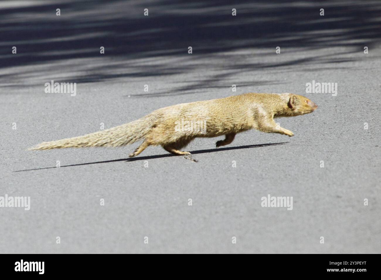 Small Indian Mongoose (Urva auropunctata) Mammalia Stock Photo - Alamy
