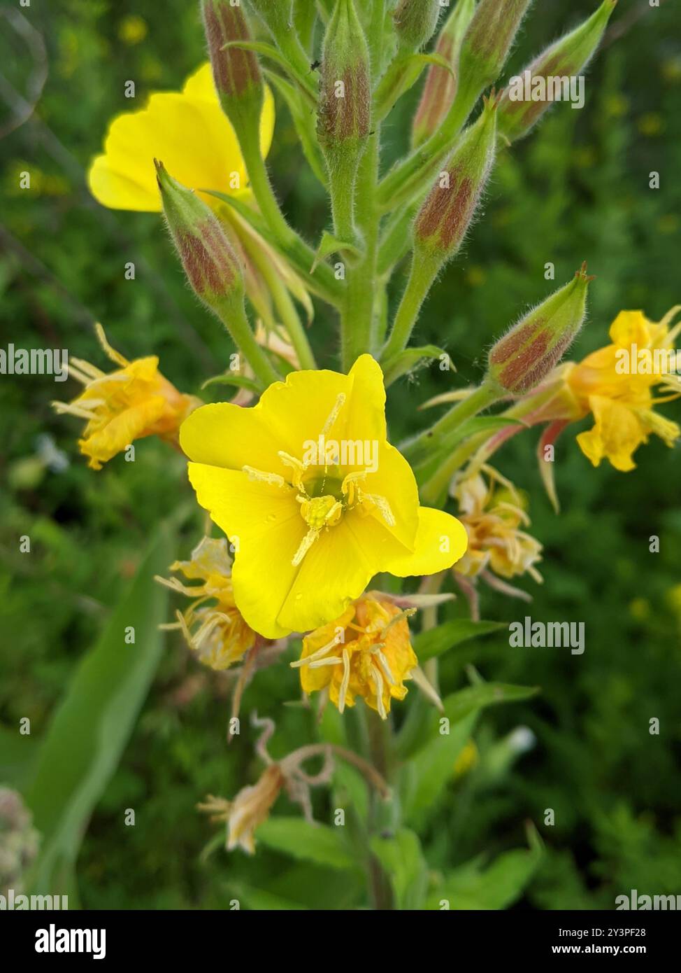 hairy evening primrose (Oenothera villosa) Plantae Stock Photo - Alamy