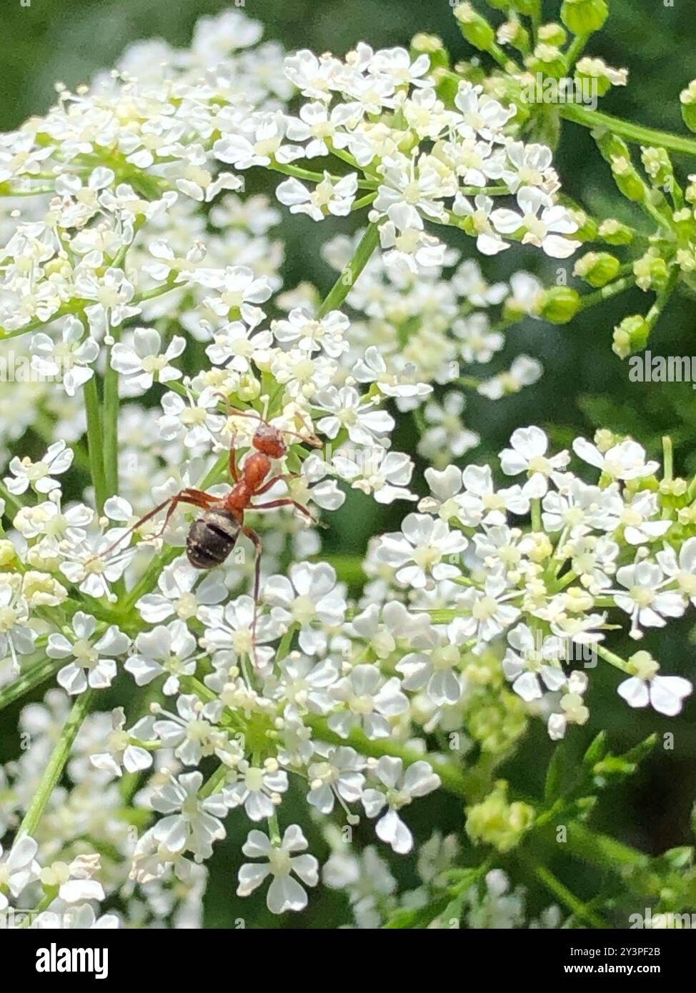fusca-group Field Ants and Allies (Formica fusca) Insecta Stock Photo ...