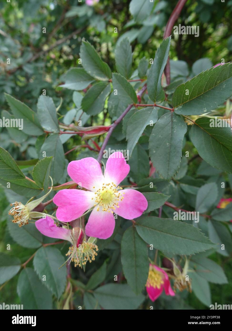 Red-leaved Rose (Rosa glauca) Plantae Stock Photo - Alamy