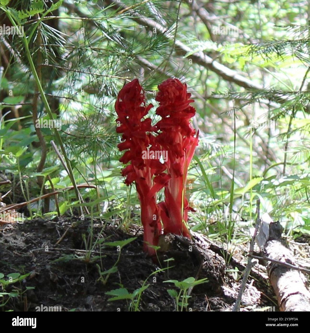 Snowplant (Sarcodes sanguinea) Plantae Stock Photo - Alamy