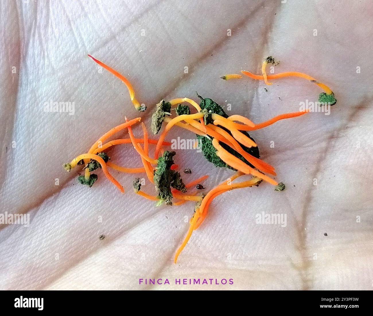 (Sulzbacheromyces caatingae) Fungi Stock Photo - Alamy