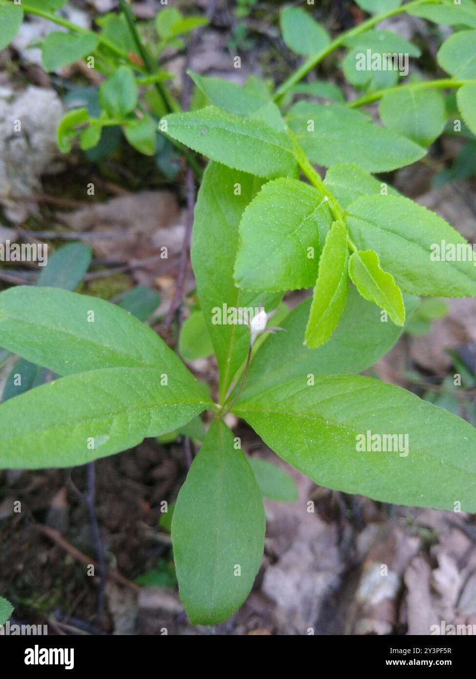 Arctic Starflower (Lysimachia europaea) Plantae Stock Photo - Alamy