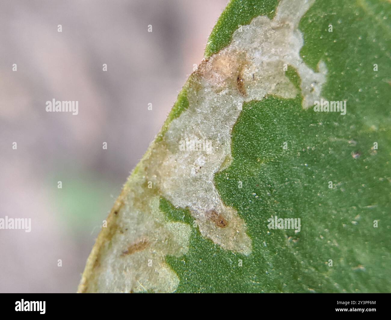 Spinach Leafminer (Pegomya hyoscyami) Insecta Stock Photo - Alamy