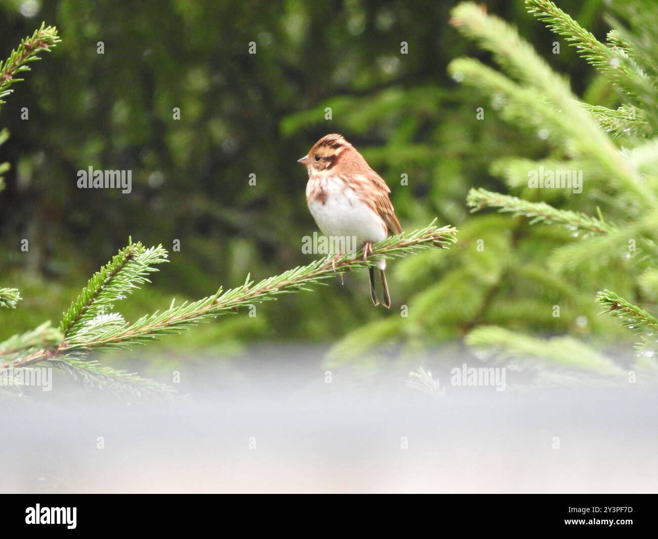 Rustic Bunting (Emberiza rustica) Aves Stock Photo - Alamy