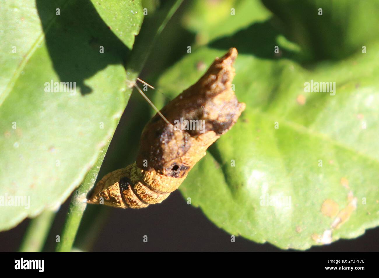 Dainty Swallowtail (Papilio anactus) Insecta Stock Photo - Alamy