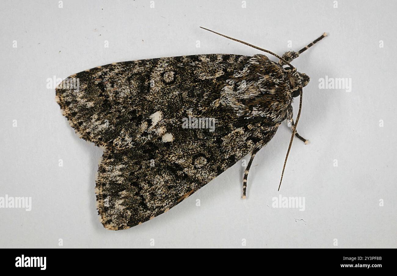 Poplar Grey (Acronicta megacephala) Insecta Stock Photo - Alamy