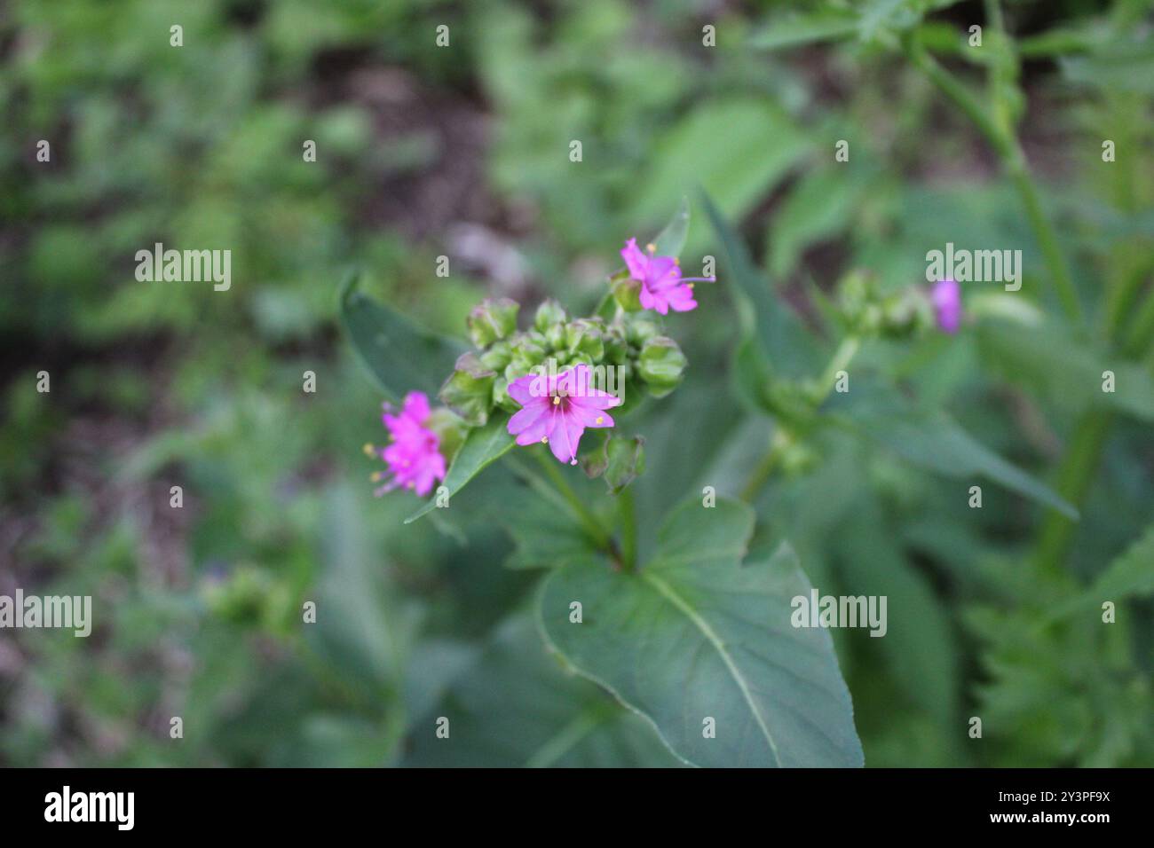 Wild Four o'Clock (Mirabilis nyctaginea) Plantae Stock Photo - Alamy
