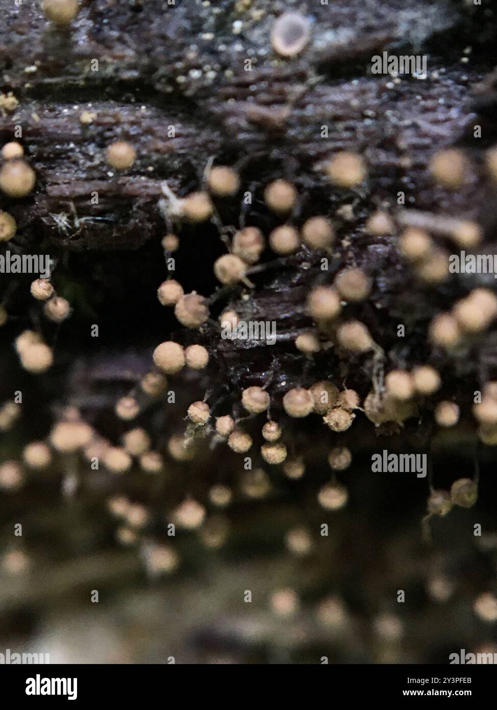 true slime molds (Myxomycetes) Protozoa Stock Photo - Alamy