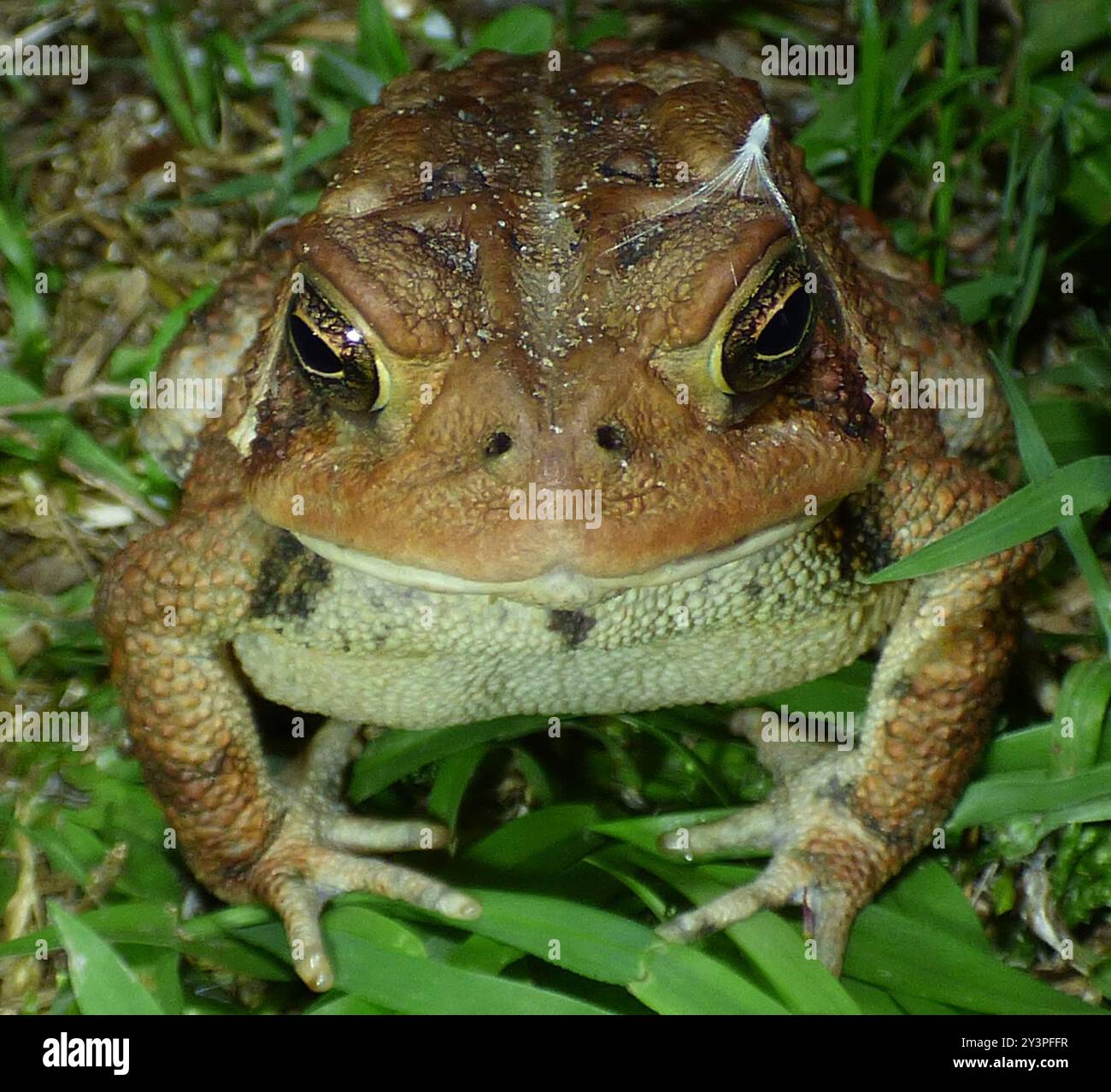 American Toad (Anaxyrus americanus) Amphibia Stock Photo - Alamy