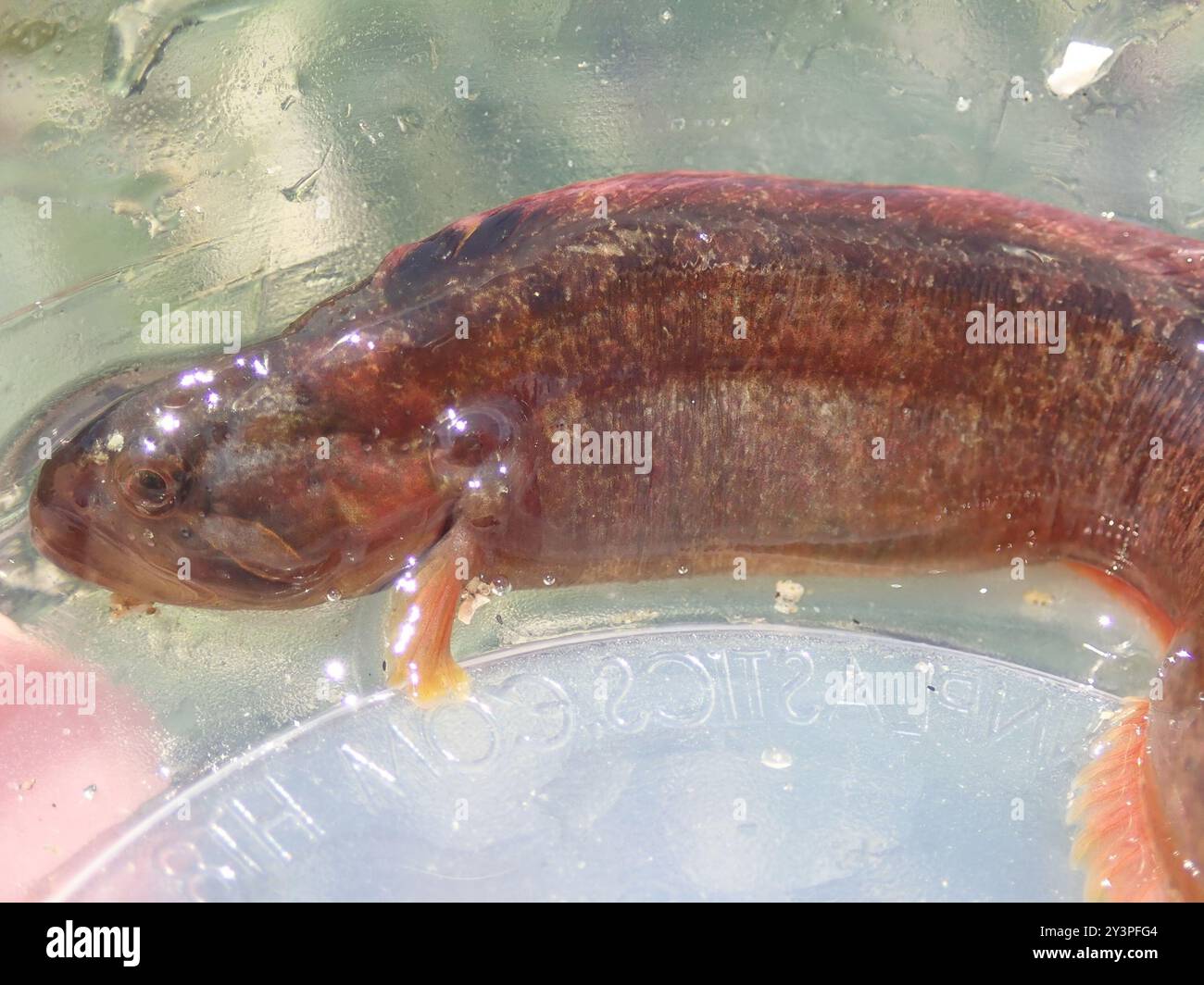 High Cockscomb (Anoplarchus purpurescens) Actinopterygii Stock Photo ...