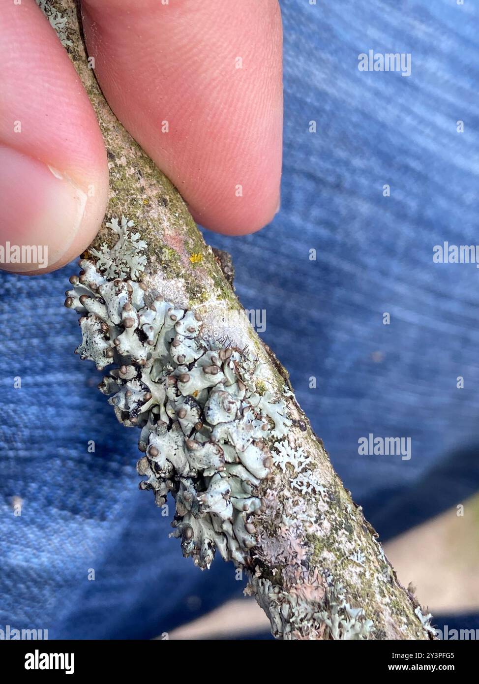 Powder-headed Tube Lichen (Hypogymnia tubulosa) Fungi Stock Photo - Alamy