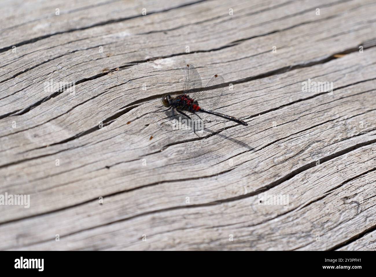 Crimson-ringed Whiteface (Leucorrhinia glacialis) Insecta Stock Photo ...
