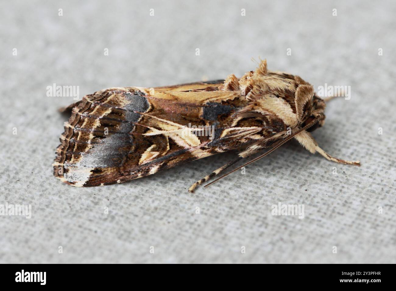 Oriental leafworm moth (Spodoptera litura) Insecta Stock Photo - Alamy