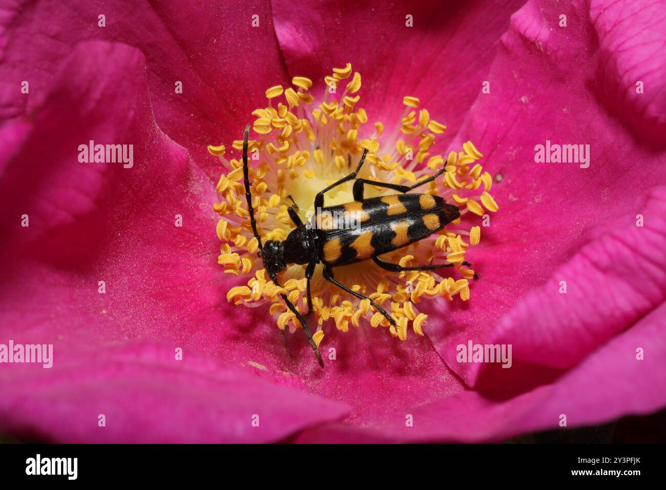 four-banded longhorn beetle (Leptura quadrifasciata) Insecta Stock ...