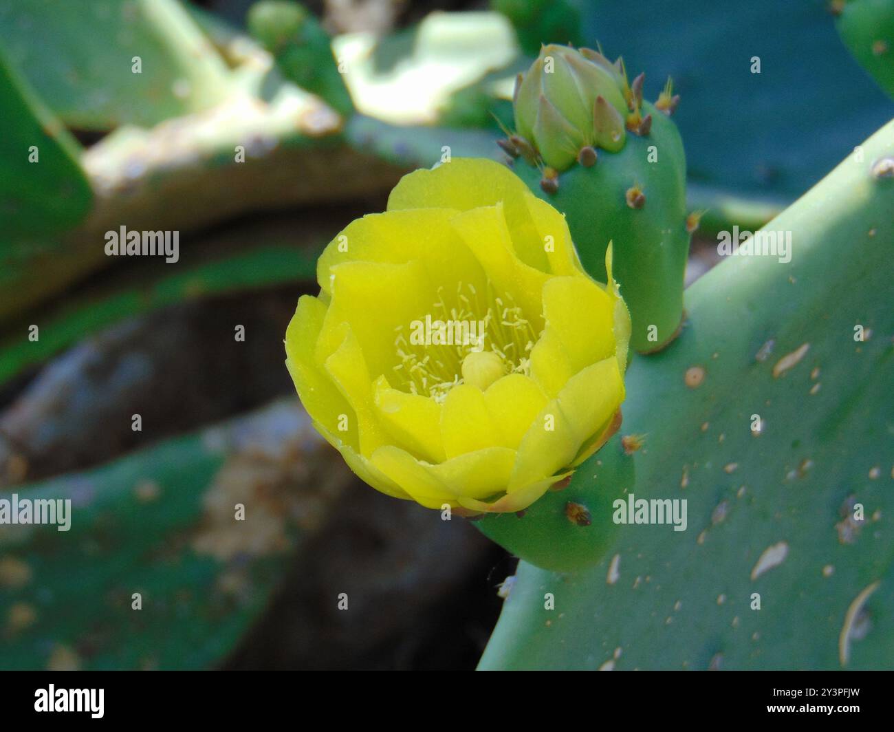 beach prickly pear (Opuntia anahuacensis) Plantae Stock Photo - Alamy