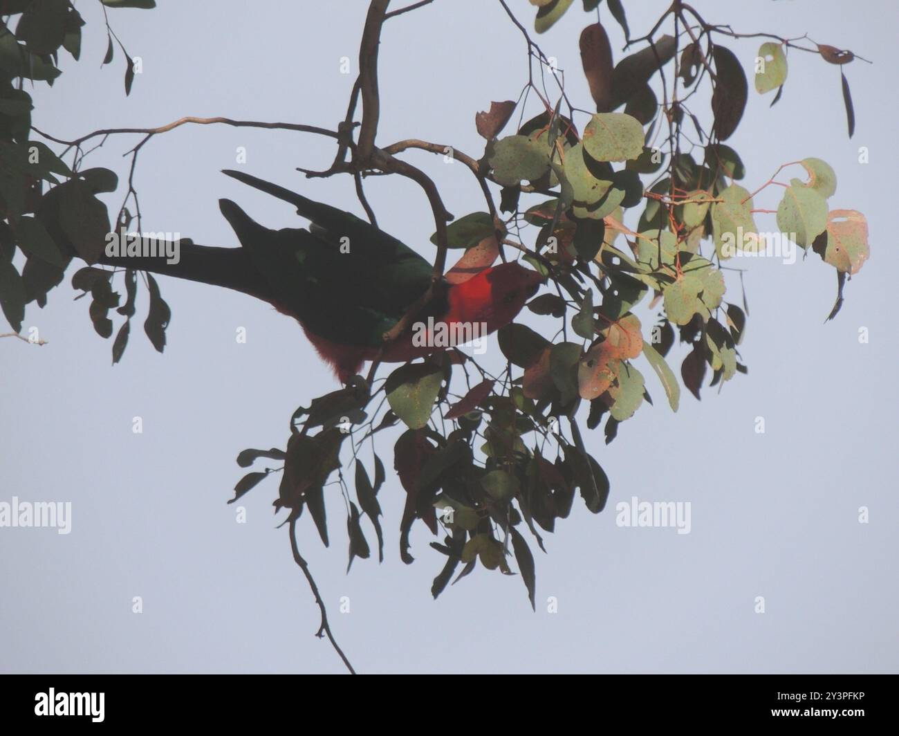 Australian King Parrot (Alisterus scapularis) Aves Stock Photo - Alamy