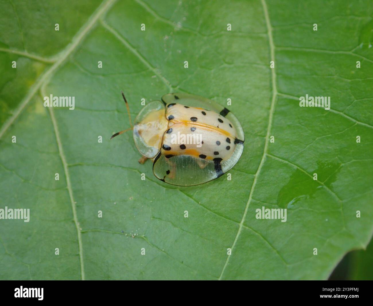 Asian Spotted Tortoise Beetle (Aspidimorpha miliaris) Insecta Stock ...