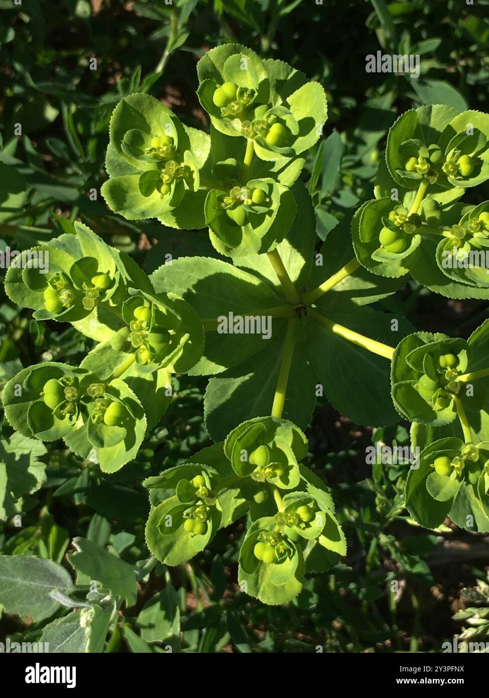 Sun spurge (Euphorbia helioscopia) Plantae Stock Photo - Alamy