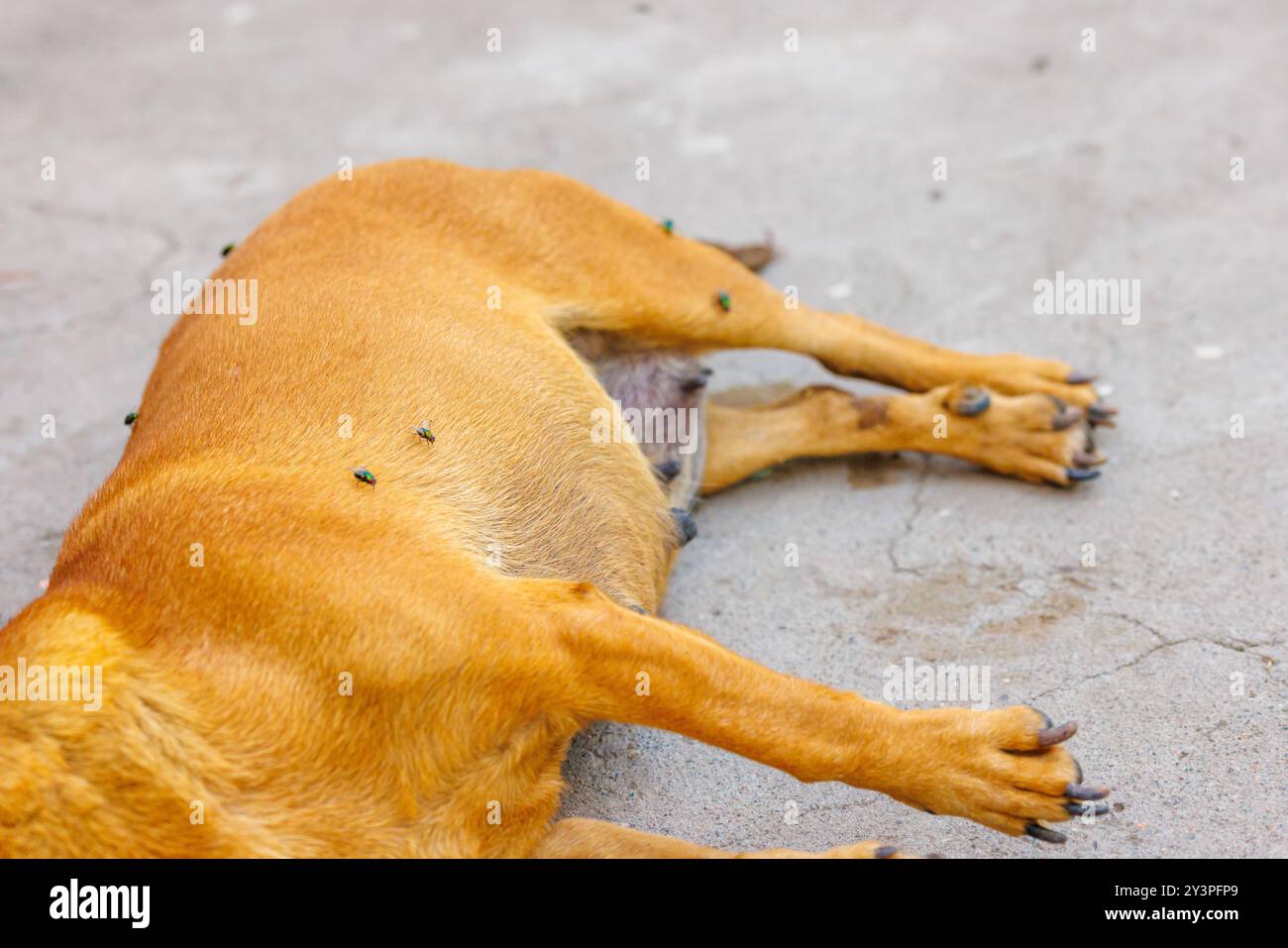 dead dog corpse on the ground with flies over Stock Photo - Alamy