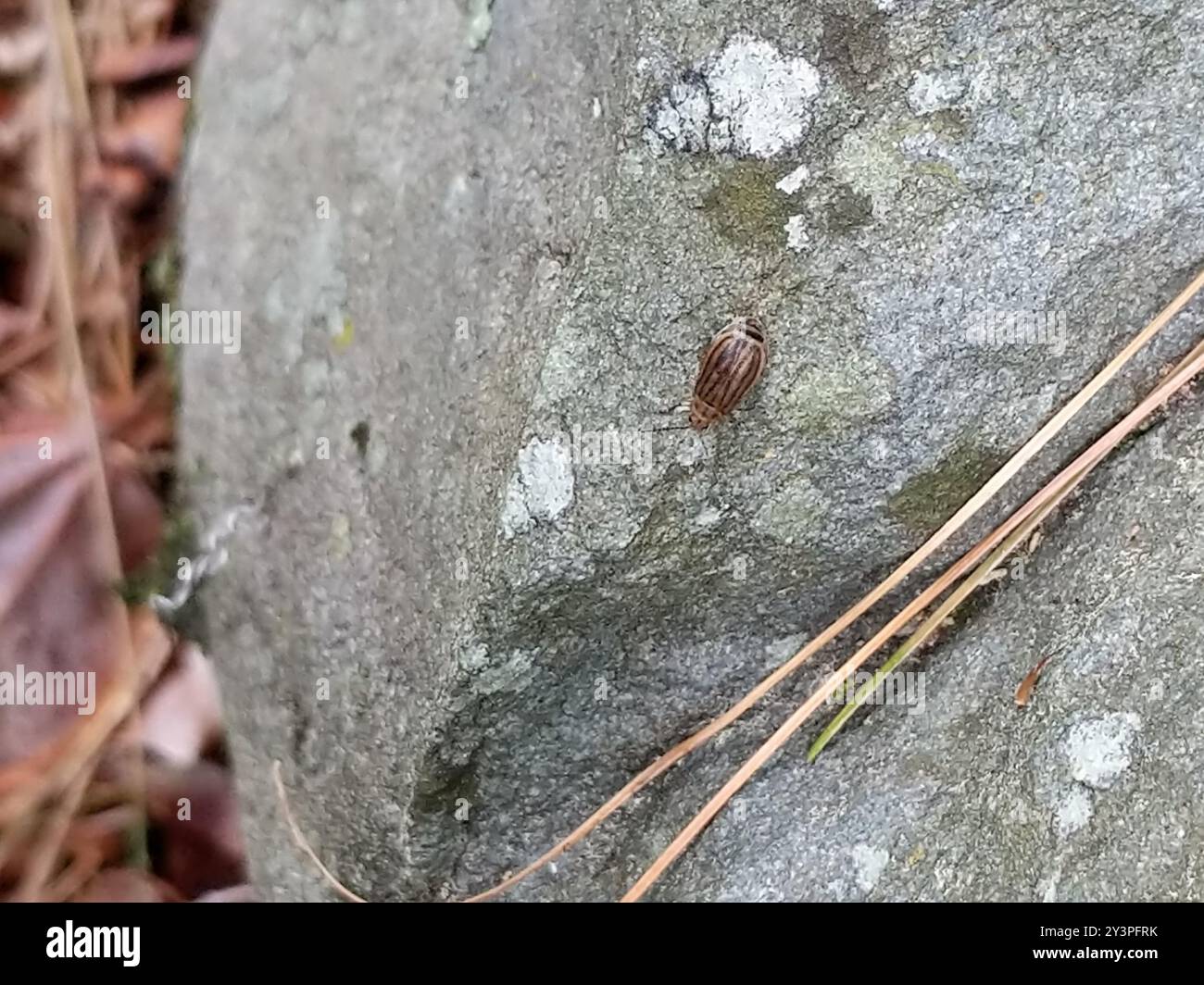 Crowded Flea Beetle (Ophraella conferta) Insecta Stock Photo - Alamy