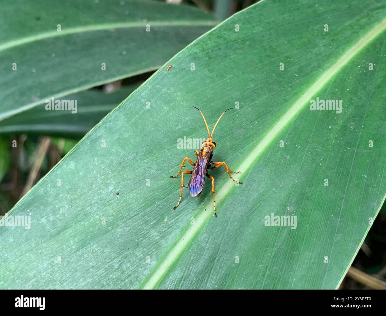Spider Wasps (Pompilidae) Insecta Stock Photo - Alamy