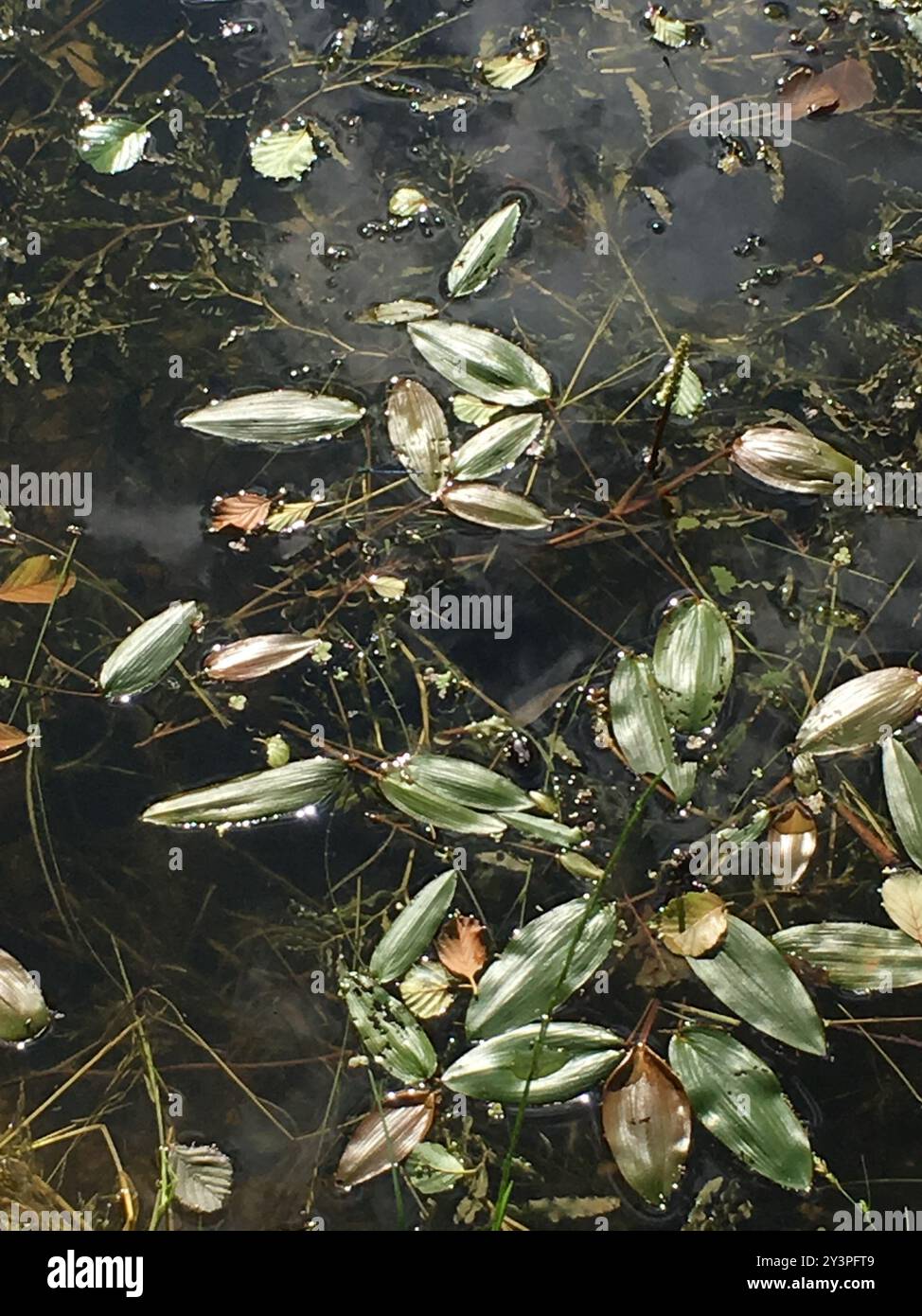 floating-leaved pondweed (Potamogeton natans) Plantae Stock Photo - Alamy