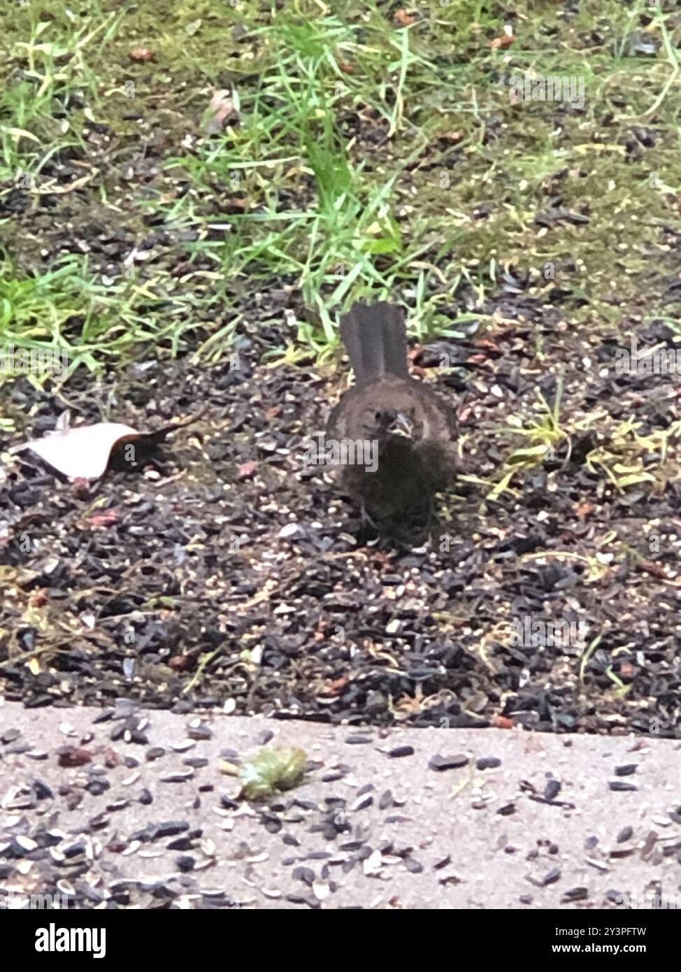 New World Sparrows (Passerellidae) Aves Stock Photo - Alamy
