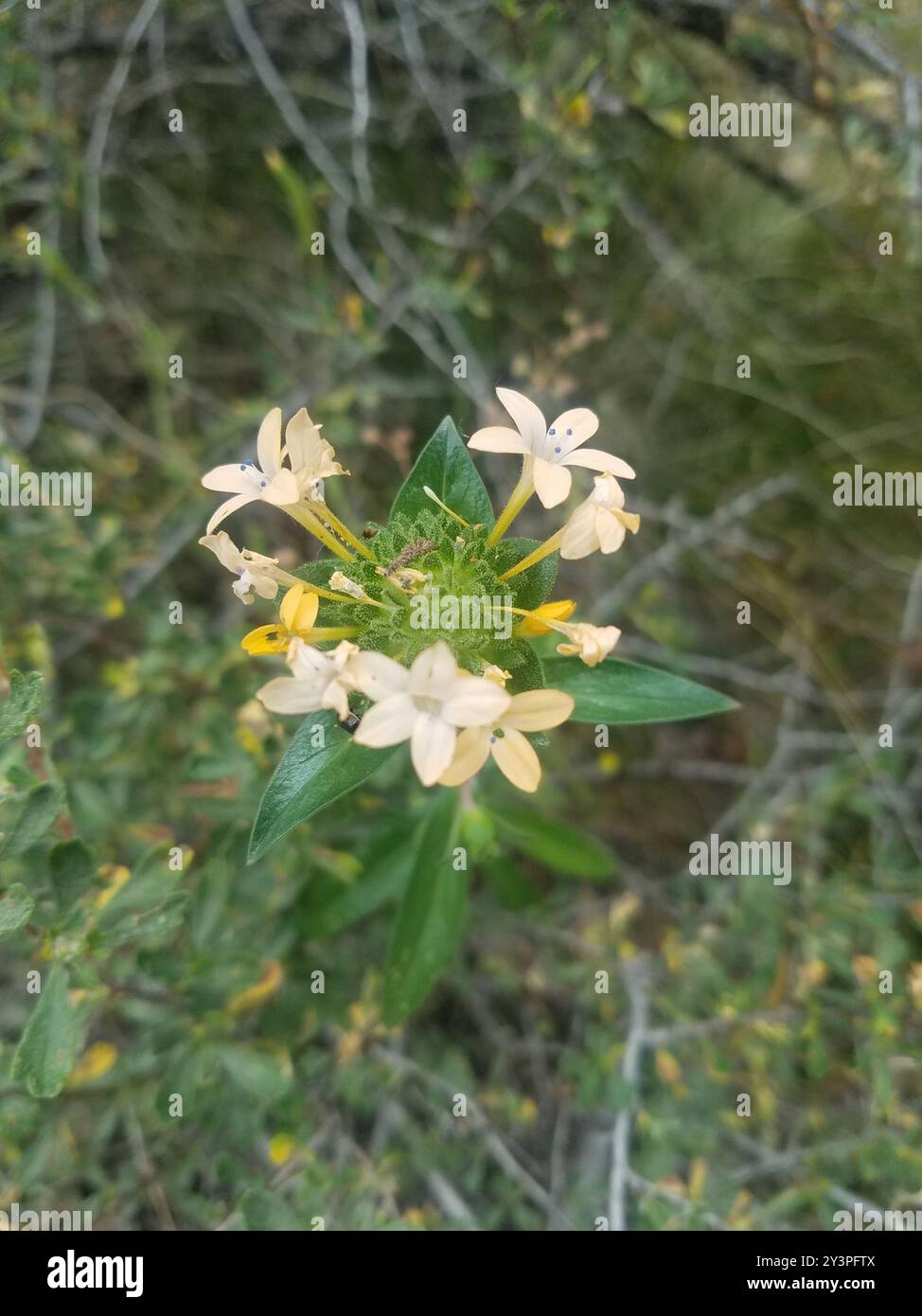 grand collomia (Collomia grandiflora) Plantae Stock Photo - Alamy