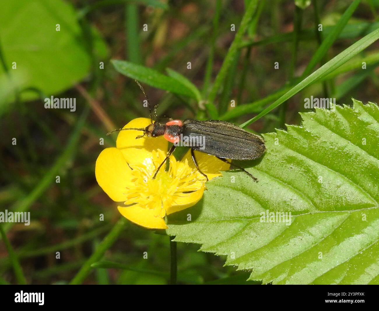 Soldier Beetles (Cantharidae) Insecta Stock Photo - Alamy