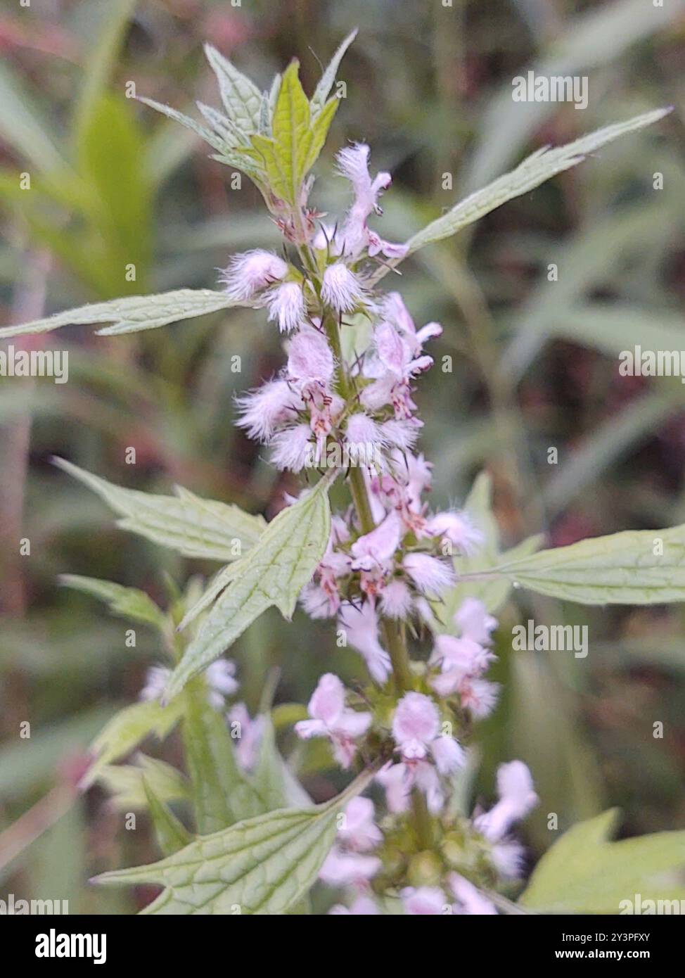 common motherwort (Leonurus cardiaca) Plantae Stock Photo - Alamy