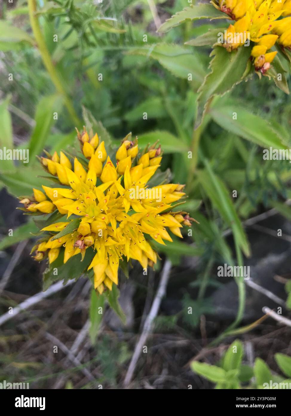Aizoon Stonecrop (Phedimus aizoon) Plantae Stock Photo - Alamy