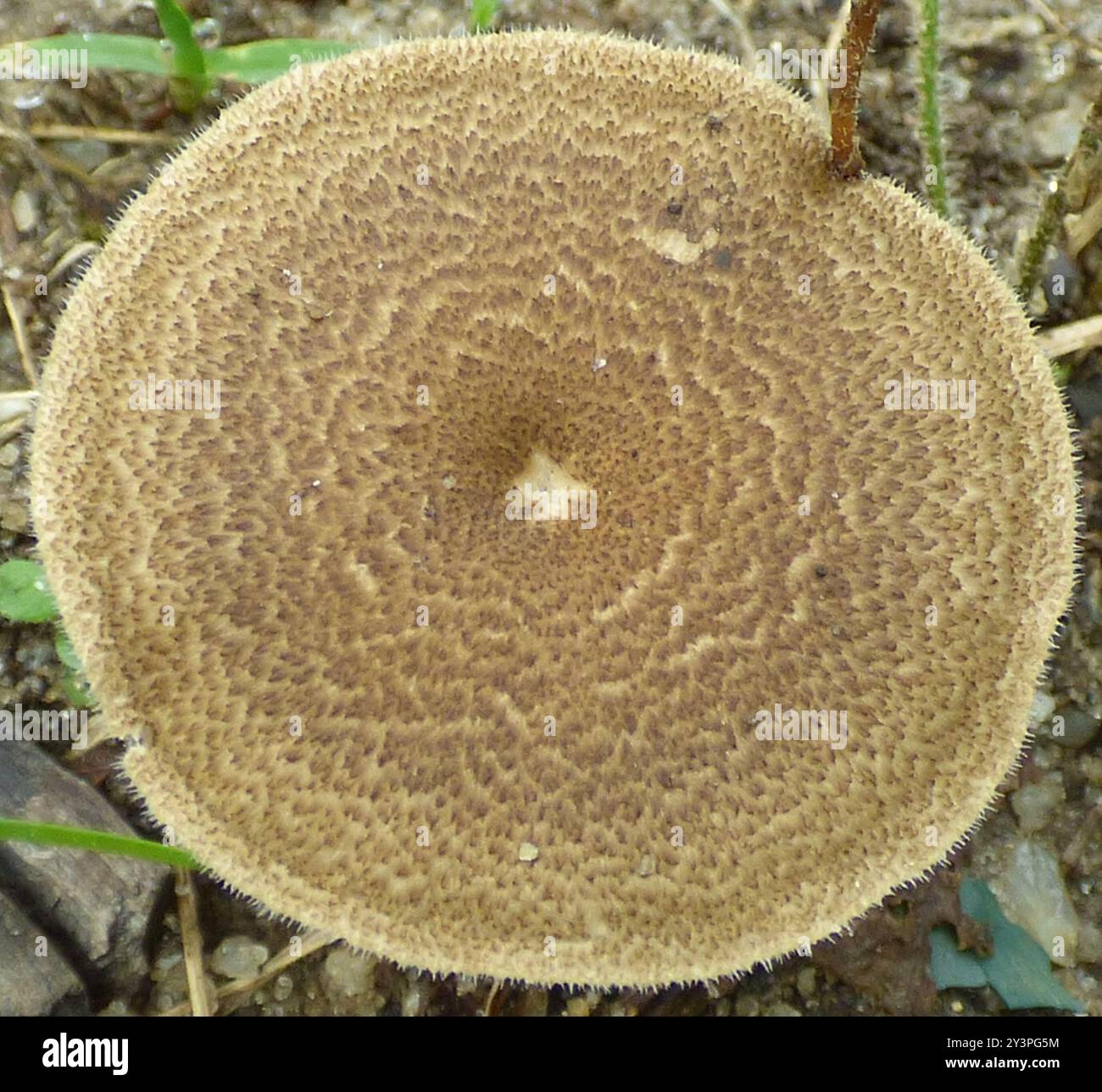 Spring Polypore (Lentinus arcularius) Fungi Stock Photo - Alamy