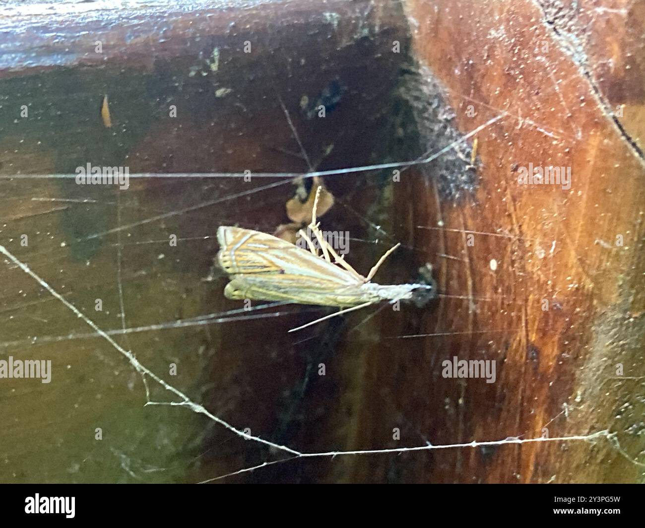 Hook-streaked Grass-veneer (Crambus lathoniellus) Insecta Stock Photo ...