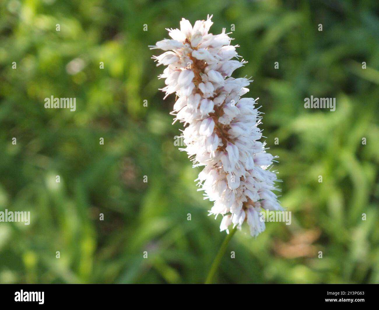 common bistort (Bistorta officinalis) Plantae Stock Photo - Alamy
