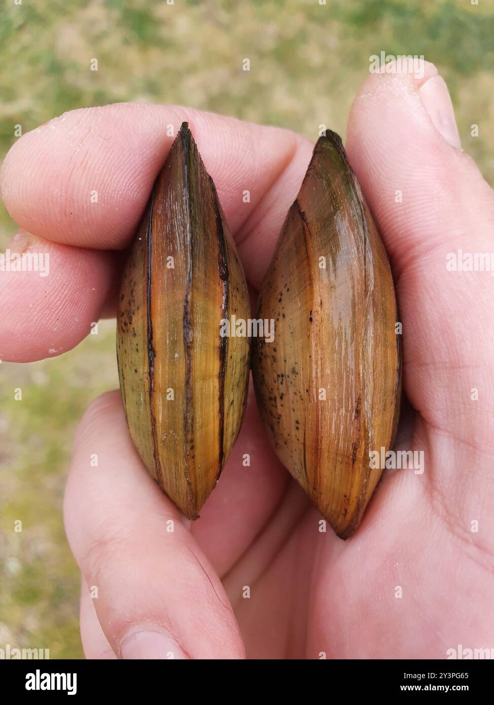 Swollen River-mussel (Unio tumidus) Mollusca Stock Photo - Alamy