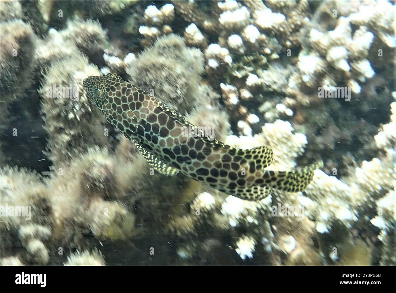 Honeycomb Grouper (Epinephelus merra) Actinopterygii Stock Photo - Alamy