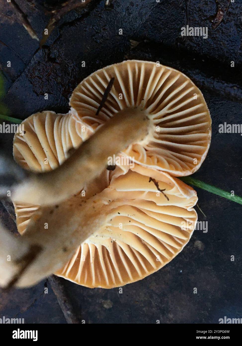 Meadow Waxcap (Cuphophyllus pratensis) Fungi Stock Photo - Alamy