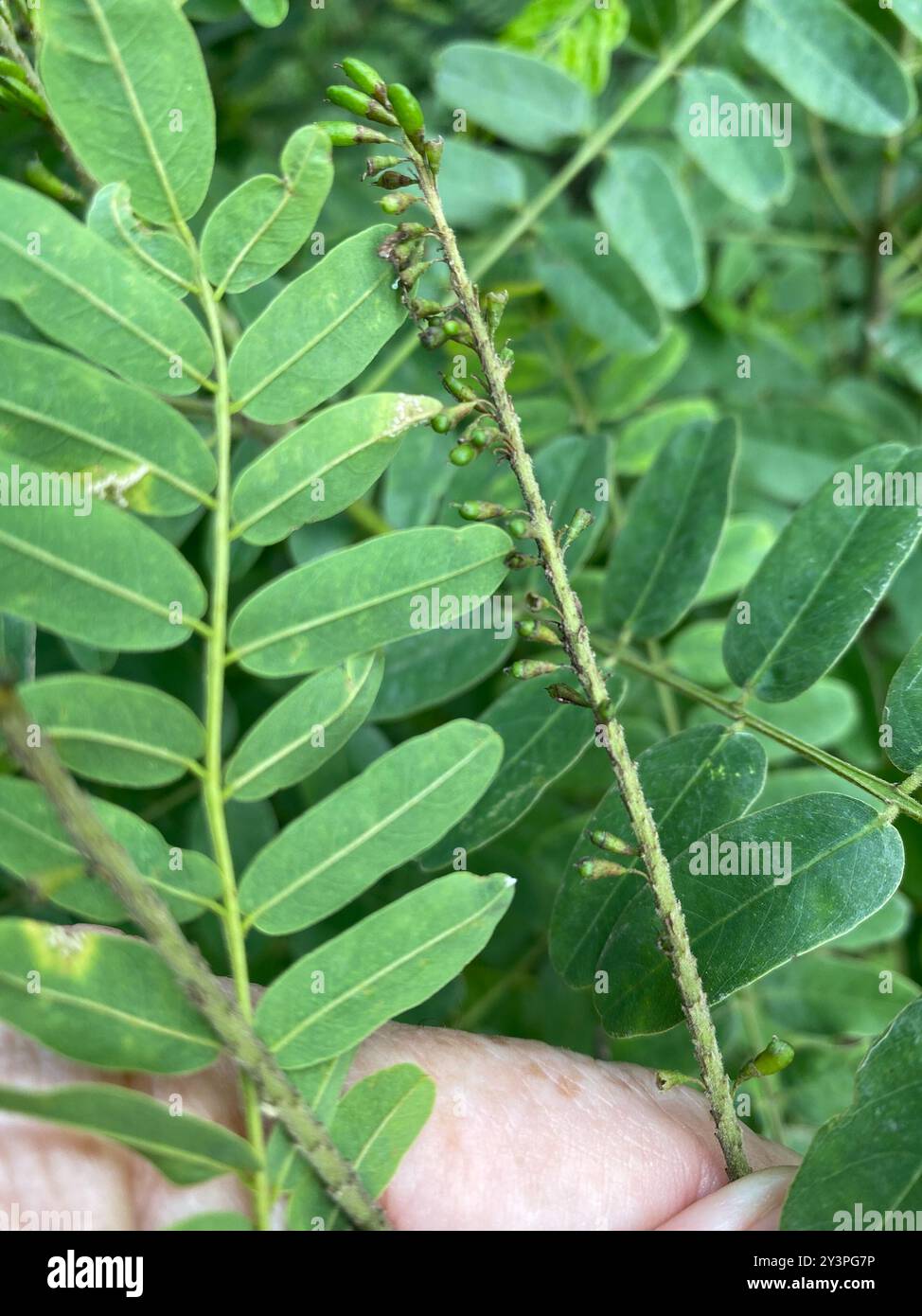 false indigo bush (Amorpha fruticosa) Plantae Stock Photo - Alamy