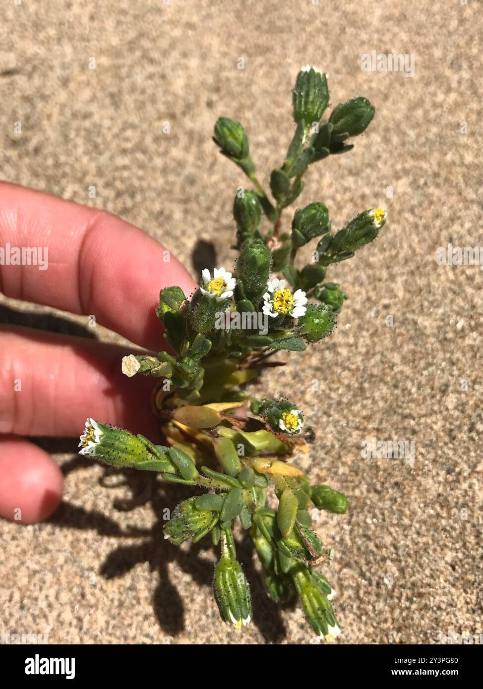 beach tidytips (Layia carnosa) Plantae Stock Photo - Alamy